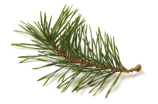 Iskiaksen hoito luonnollisin menetelmin kotioloissa - Askel Terveyteen